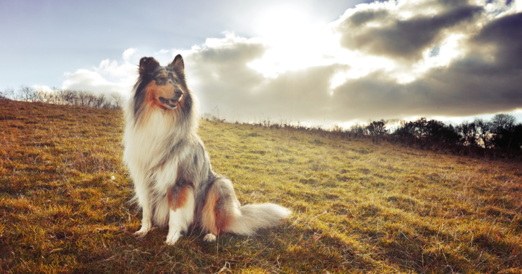 Collie Dog Breed Australia | Temperament, Health & Care