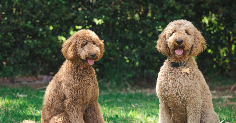 Groodle Dog Breed: History, Care, Training & Health Guide