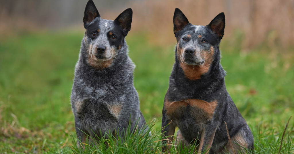 Australian Stumpy Tail Cattle: History, Care, Training Guide