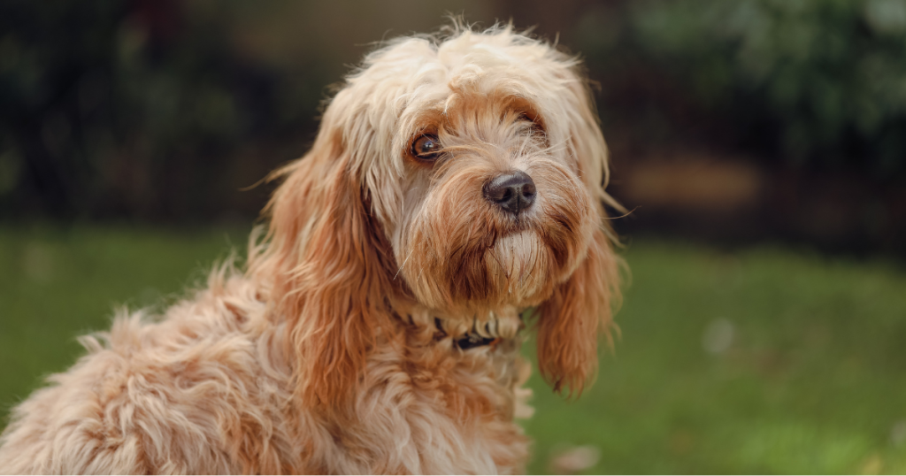 Cavoodle Dog: History, Care, Training & Health Guide