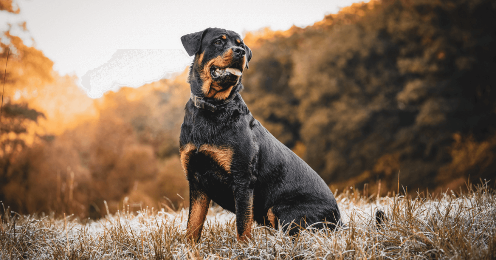 Rottweiler Dog Breed – History, Temperament, Care & Health
