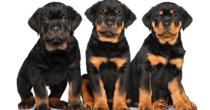 Rottweiler Dog Breed – History, Temperament, Care & Health